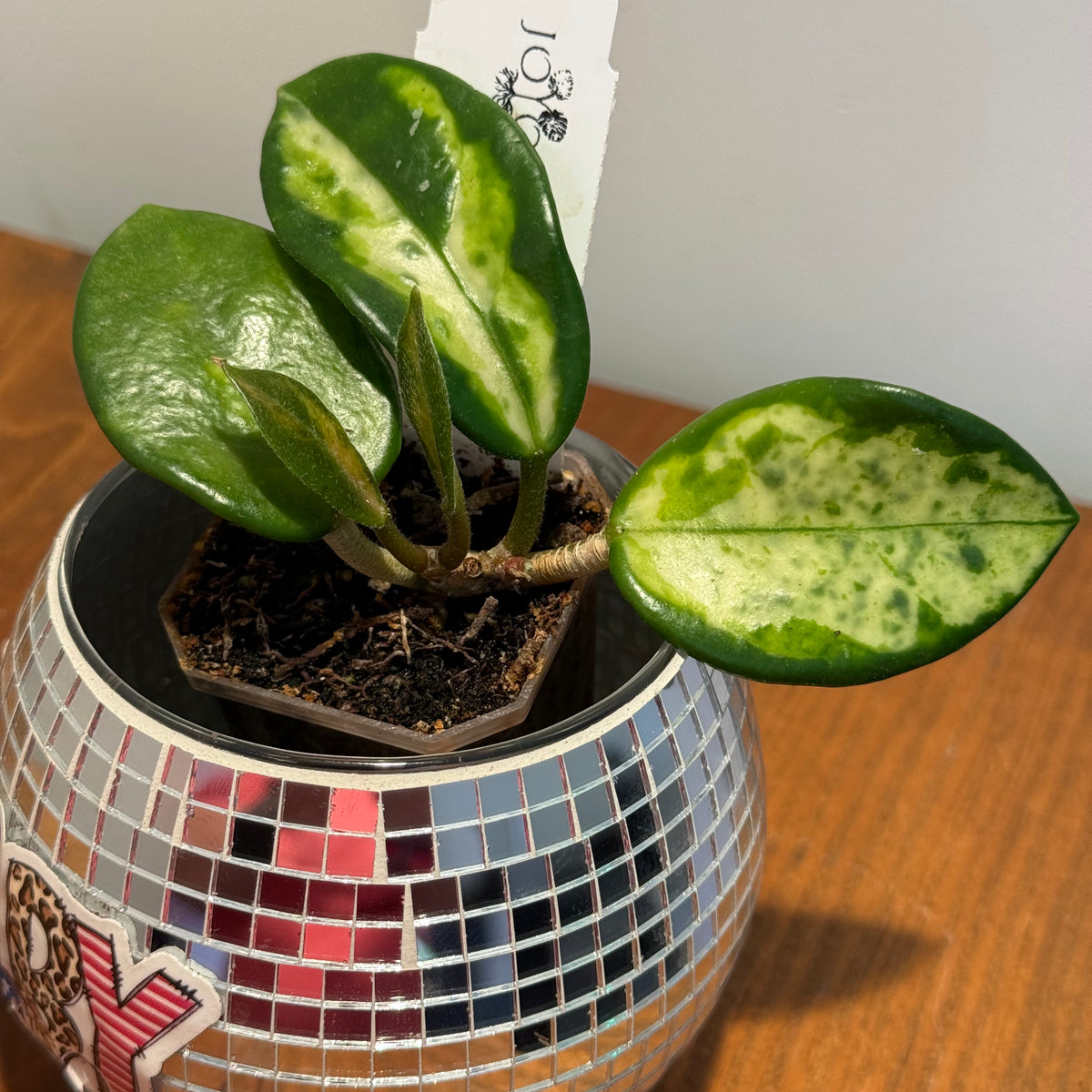 A-167 carnosa ‘Madara Green Edge’ – Joyous Roots